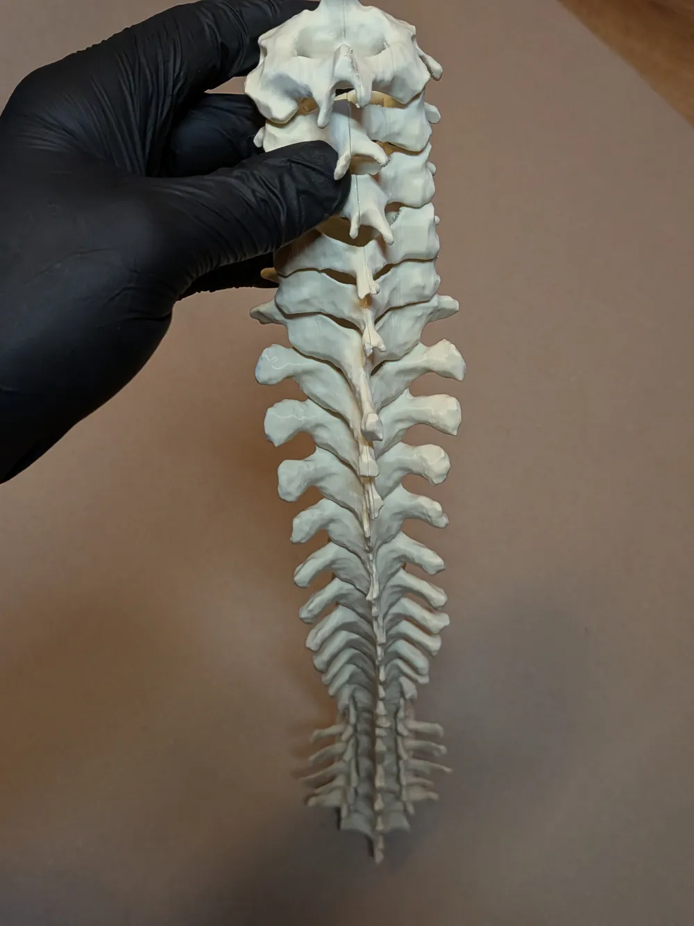 Fully Articulating Human Spine - Free 3D Print Model - MakerWorld