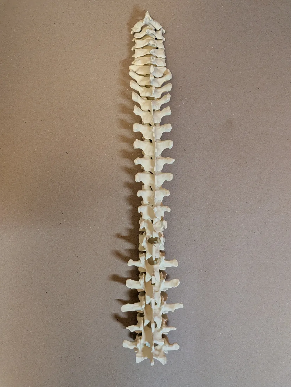 Fully Articulating Human Spine - Free 3D Print Model - MakerWorld