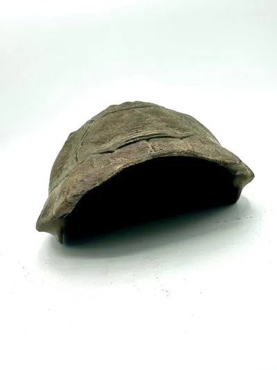 Turtle Shell Hide by novYTerra🌿 MakerWorld: Download Free 3D Models