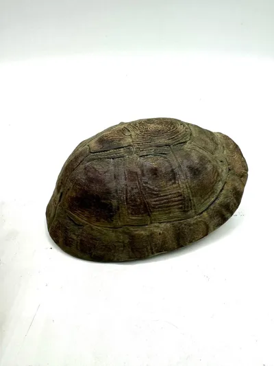 Turtle Shell Hide by novYTerra🌿 MakerWorld: Download Free 3D Models