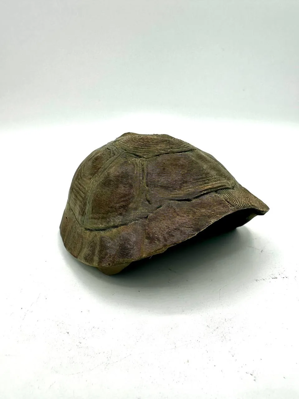Turtle Shell Hide by novYTerra🌿 MakerWorld: Download Free 3D Models