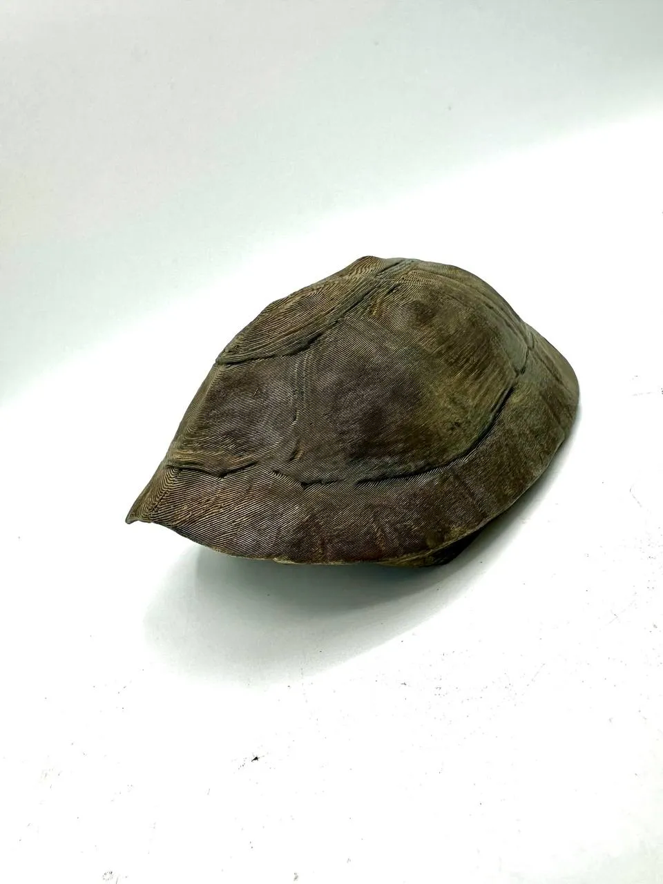 Turtle Shell Hide by novYTerra🌿 MakerWorld: Download Free 3D Models