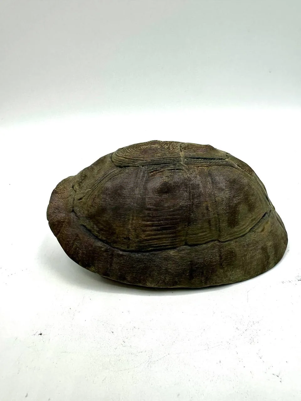 Turtle Shell Hide by novYTerra🌿 MakerWorld: Download Free 3D Models