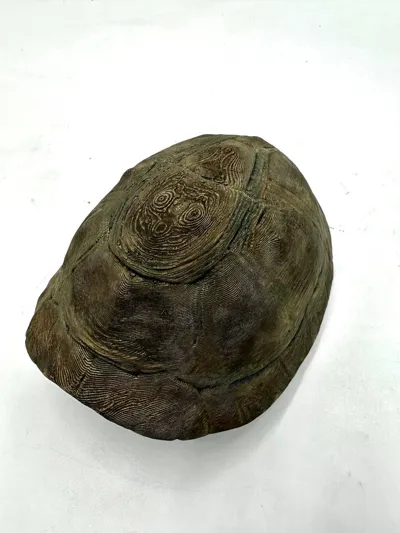 Turtle Shell Hide by novYTerra🌿 MakerWorld: Download Free 3D Models