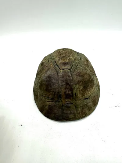 Turtle Shell Hide by novYTerra🌿 MakerWorld: Download Free 3D Models