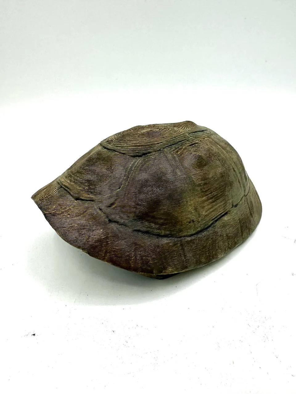 Turtle Shell Hide by novYTerra🌿 MakerWorld: Download Free 3D Models