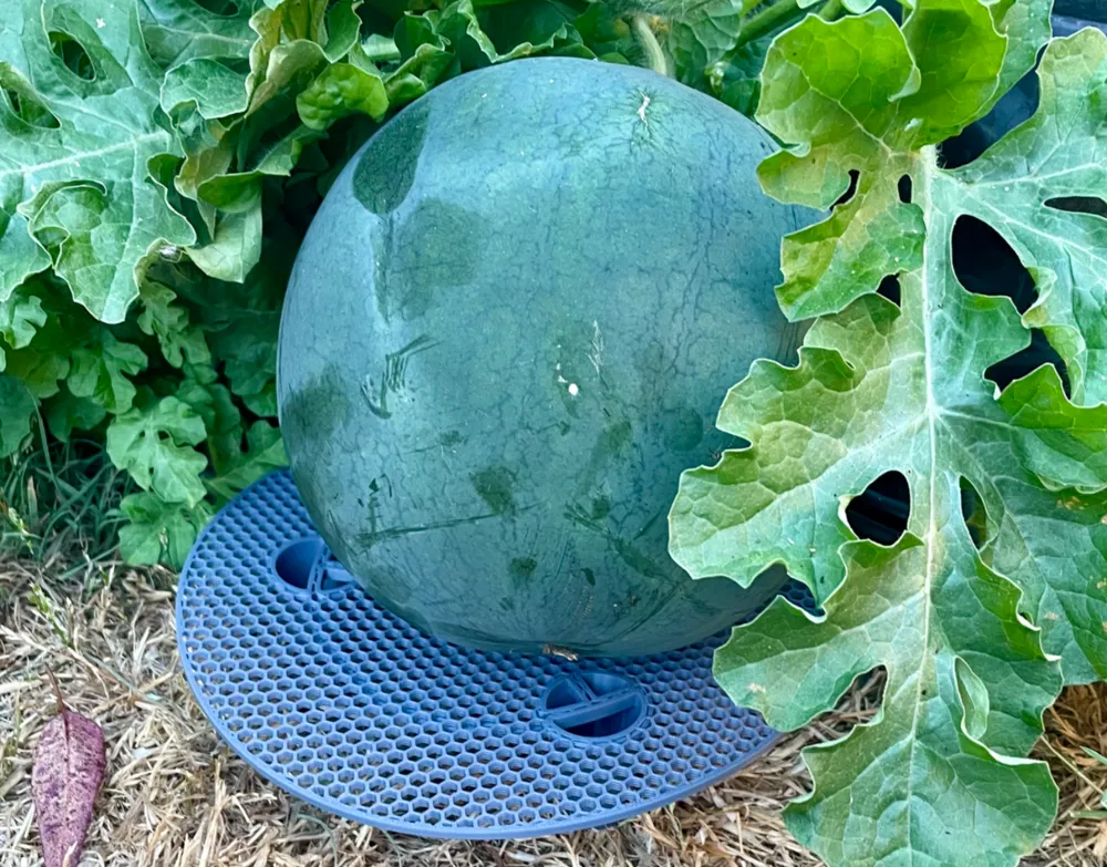 Watermelon / Pumpkin / Pot Elevator Support Cradle by skyshard - MakerWorld