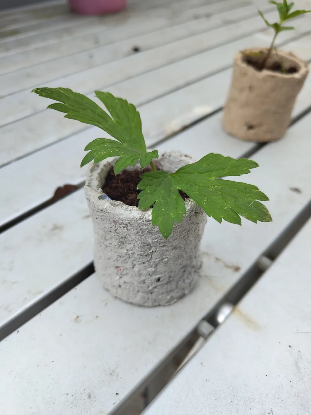 Compostable Pot Pulp Mold - Cardboard/Paper by Jacc MakerWorld ...