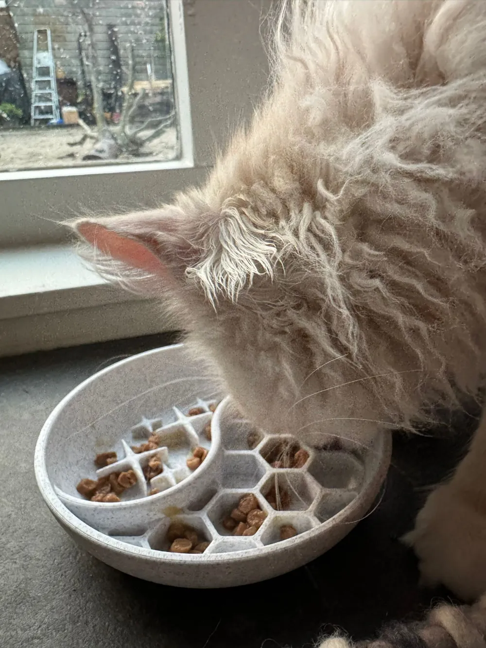 Slow Feeder Bowl Cat/Dog by Tim MakerWorld: Download Free 3D Models