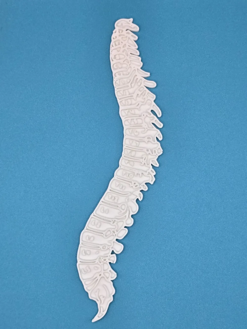 Spine Anatomy Coloring Craft Education - Free 3D Print Model - MakerWorld
