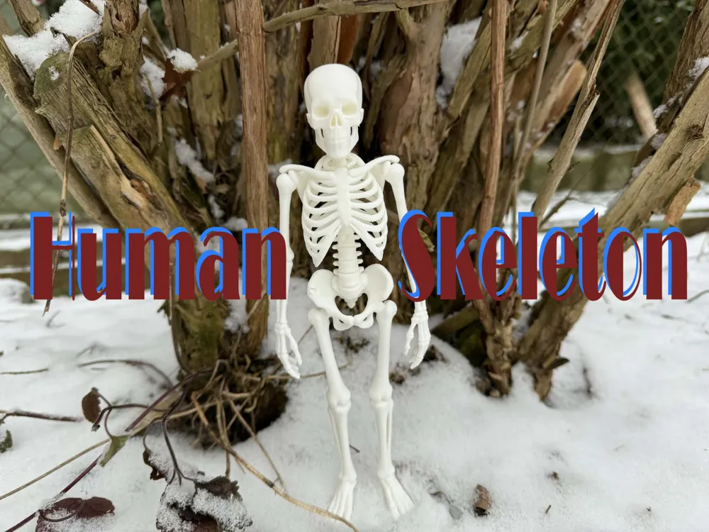 Fully realistic Human Skeleton - Free 3D Print Model - MakerWorld