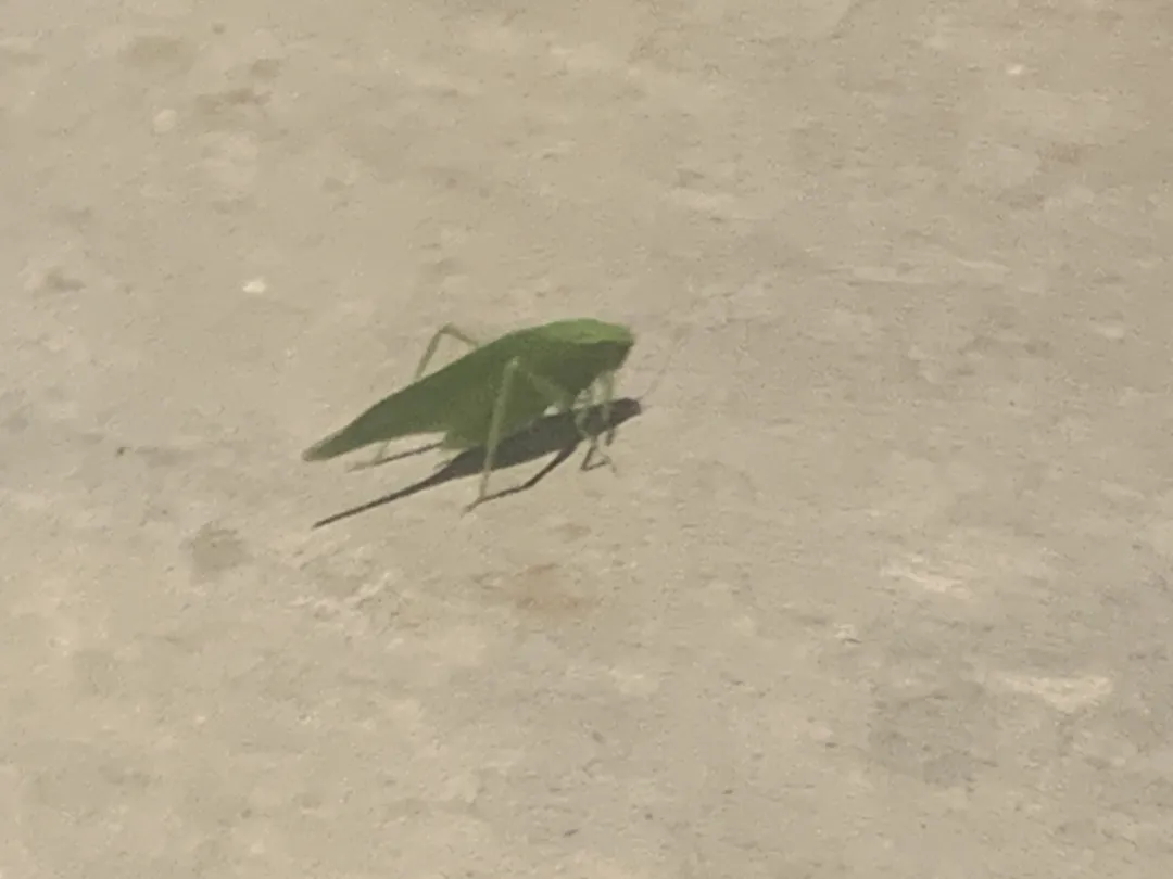 percevejo-folha de má qualidade - Modelo gratuito para impressão 3D ...