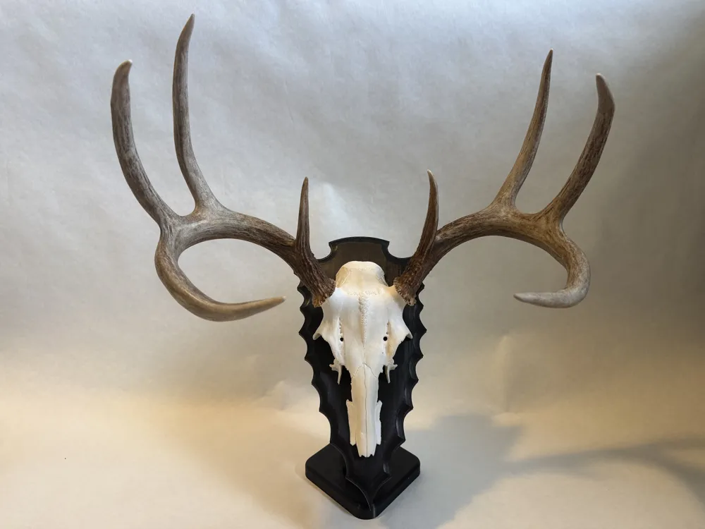 Half Cut European Style Desk Skull Mount by Mac MakerWorld: Download ...