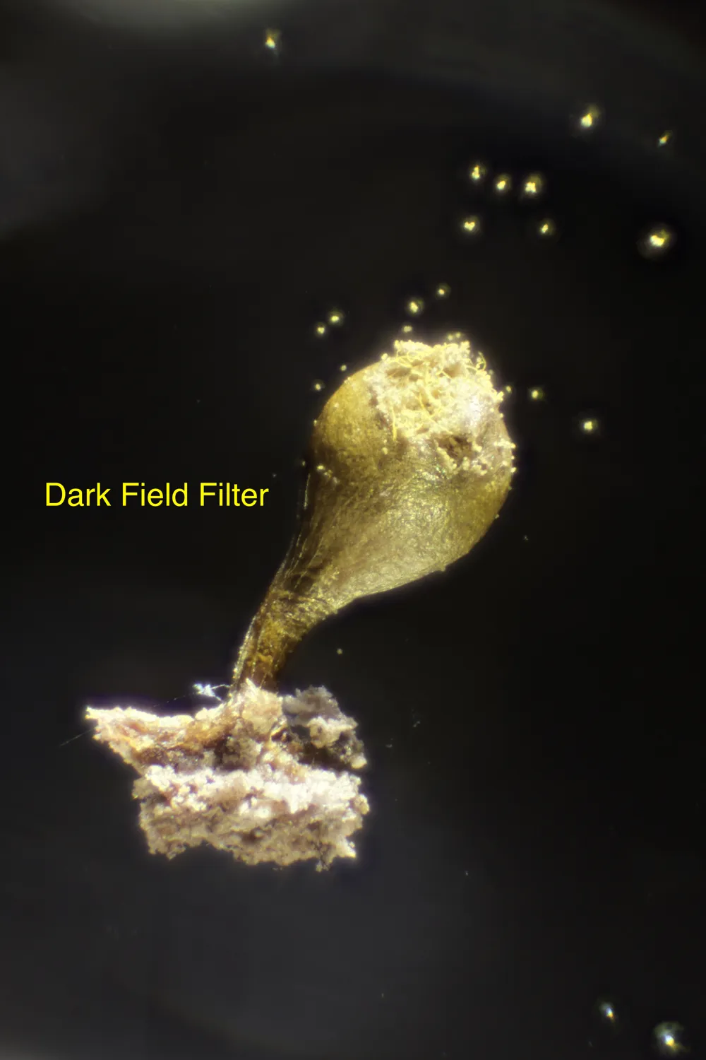 Modular Darkfield Filter Set for Microscopy by Elanio MakerWorld ...