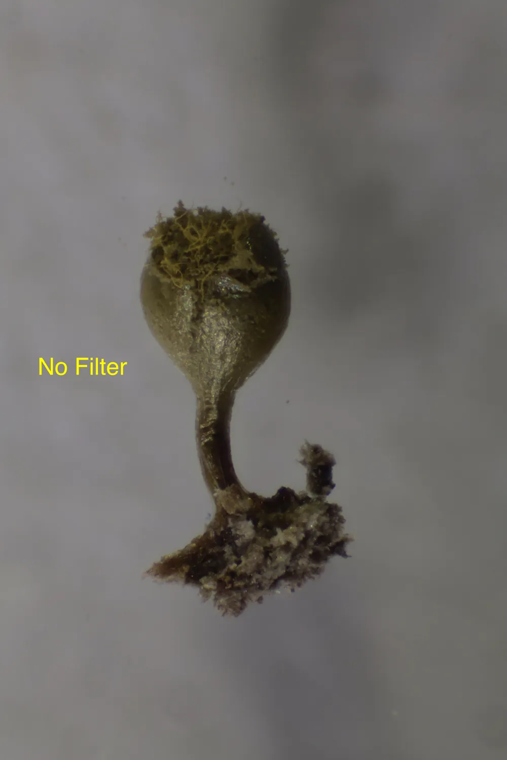 Modular Darkfield Filter Set for Microscopy by Elanio MakerWorld ...