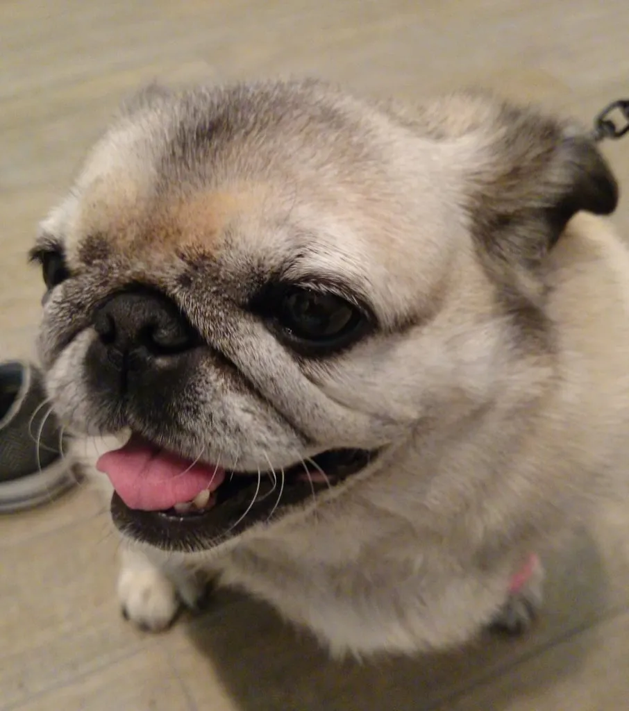 Toothpaste Squeezer Pug by chilman408 - MakerWorld