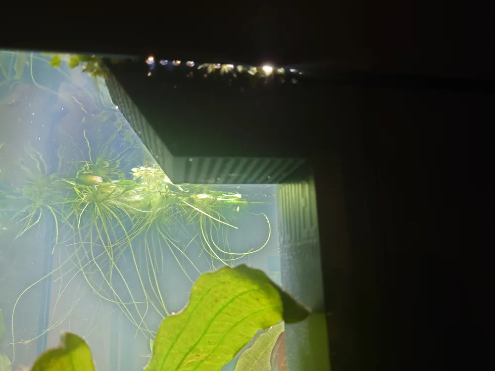 Juwel Bioflow M Intake Media Basket by Lappari - MakerWorld