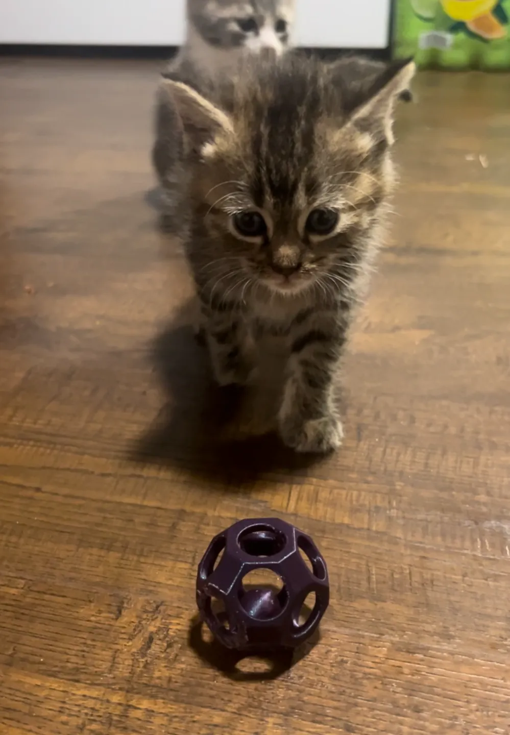Rattle Cat Toy Ball in Ball Print in Place by cole - MakerWorld