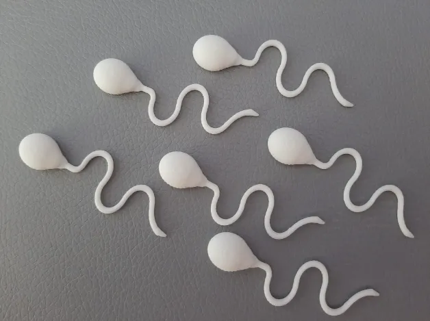 Fertilization/ Sperm/ Ovum by Old Lady MakerWorld: Download Free 3D Models