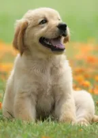 Dog Statue - Free 3D Print Model - MakerWorld