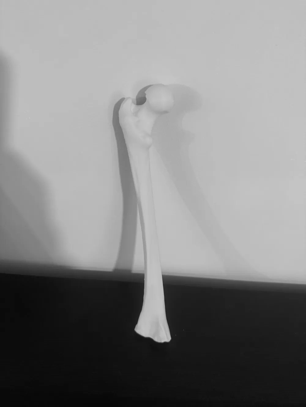 3D Femur – Scale 1:2 - Free 3D Print Model - MakerWorld