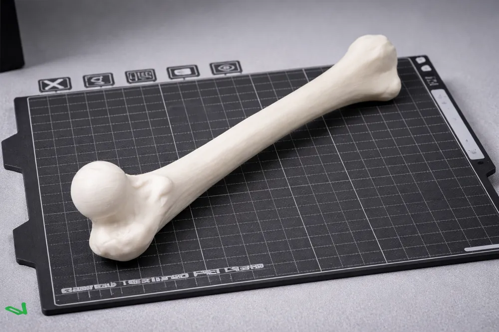 3D Femur – Scale 1:2 - Free 3D Print Model - MakerWorld
