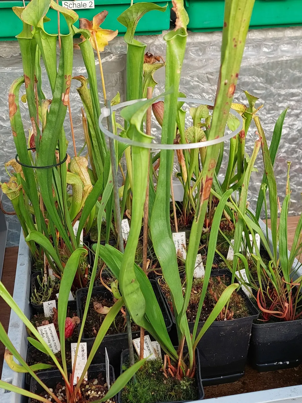 Plant Support Ring / Plant Support - Free 3D Print Model - MakerWorld