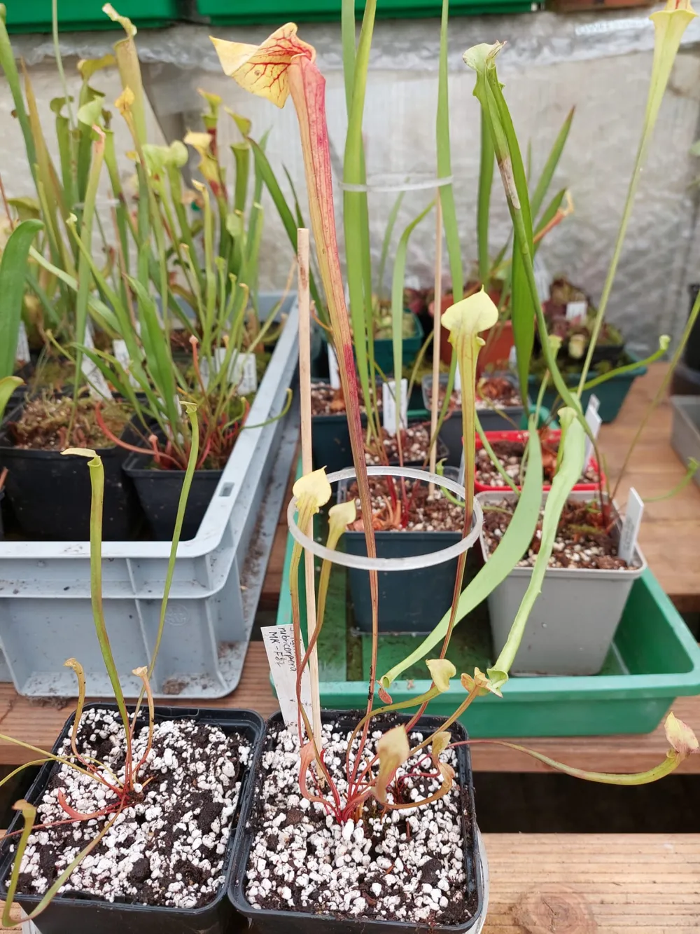 Plant Support Ring / Plant Support - Free 3D Print Model - MakerWorld