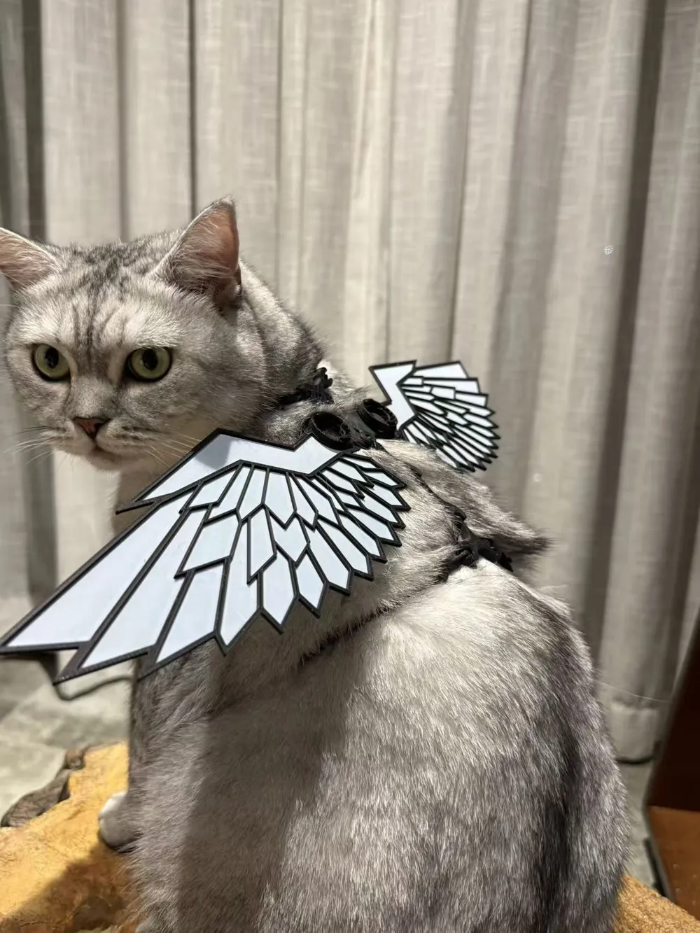 Cat Accessories - Flying Wings (Modular Design/Removable and ...