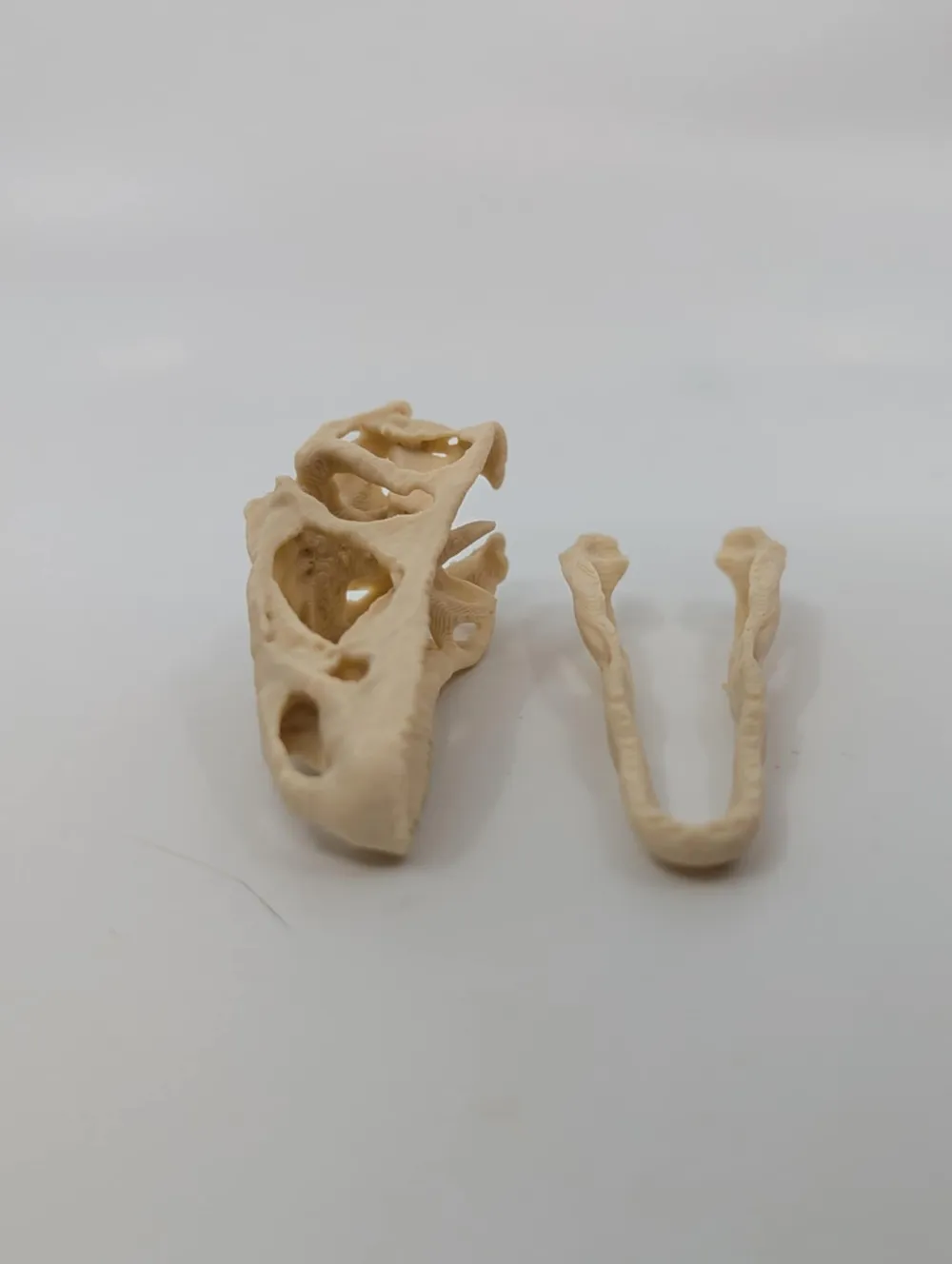 Allosaurus Skull Reptile, Arachnid, Snake Hide Remixed by SB MakerWorld ...