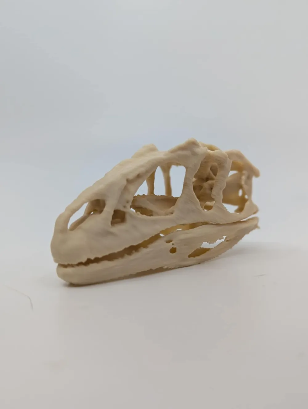 Allosaurus Skull Reptile, Arachnid, Snake Hide Remixed by SB MakerWorld ...