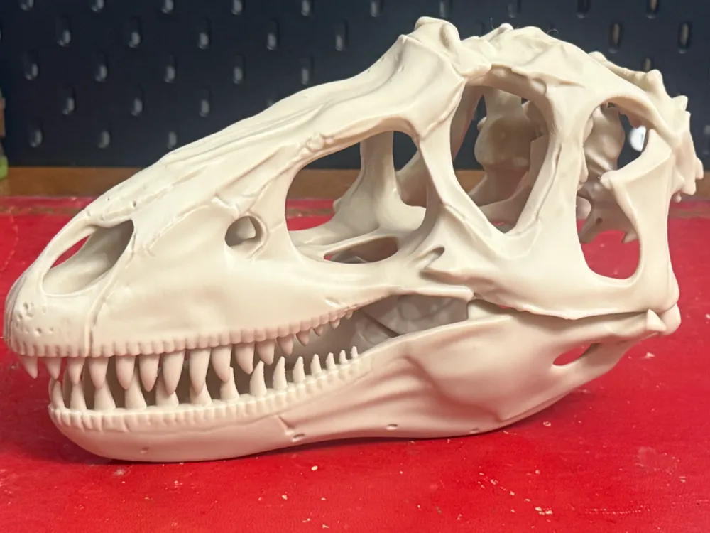 Gorgosaurus Skull – 230mm Skull Removable Jaw - Free 3D Print Model ...