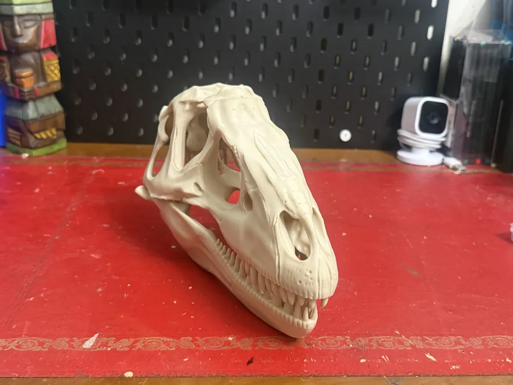Gorgosaurus Skull – 230mm Skull Removable Jaw - Free 3D Print Model ...