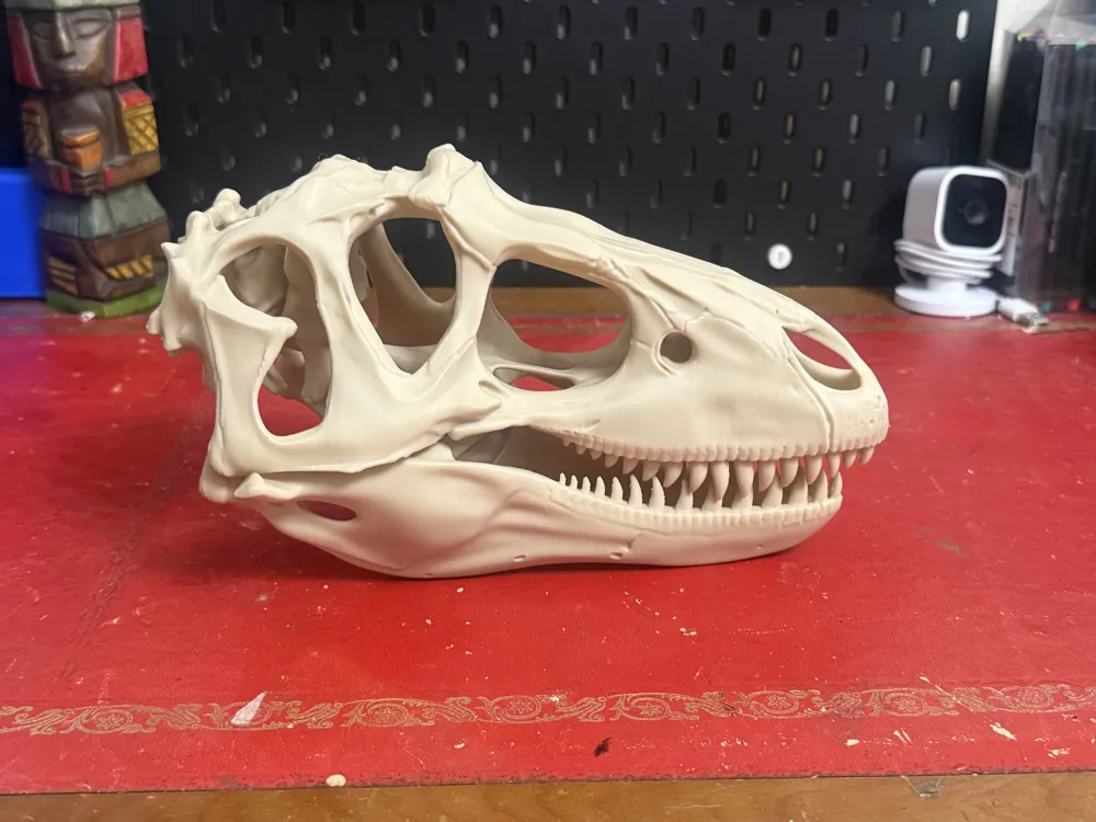 Gorgosaurus Skull – 230mm Skull Removable Jaw - Free 3D Print Model ...