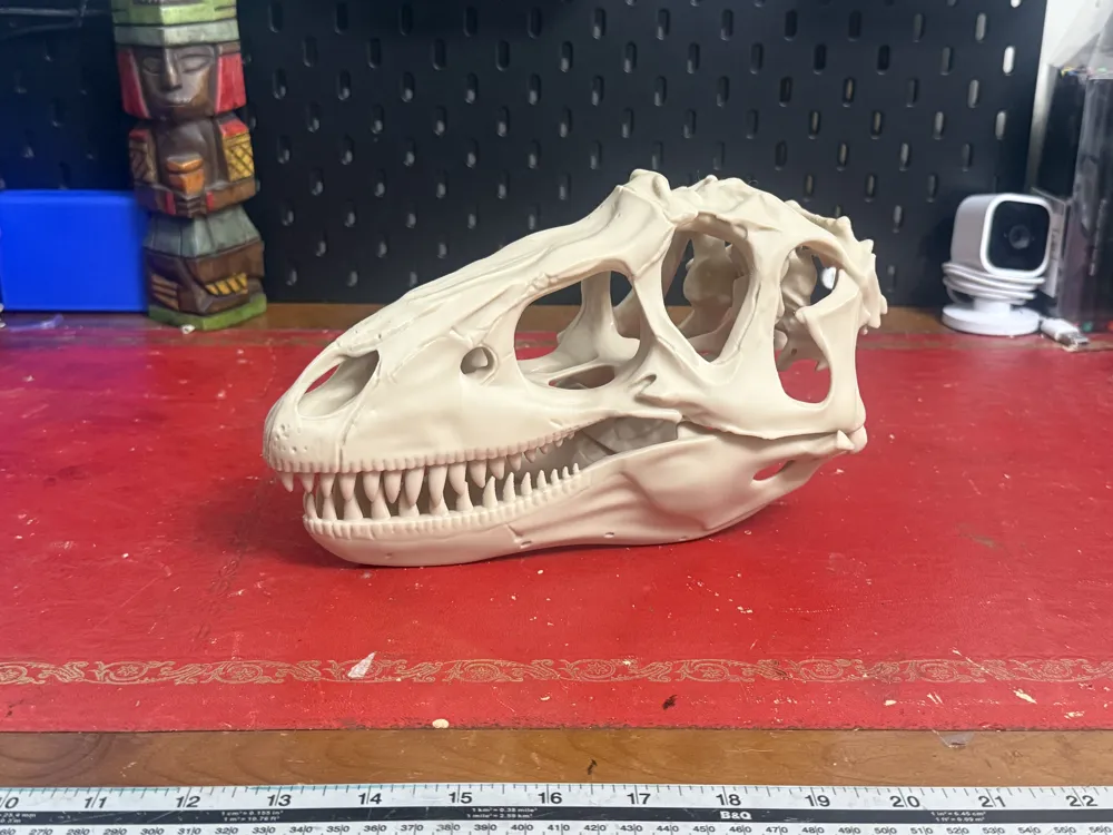 Gorgosaurus Skull – 230mm Skull Removable Jaw - Free 3D Print Model ...