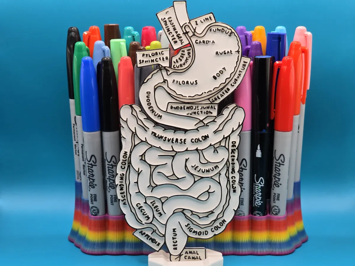 Stomach Abdominal Anatomy Coloring Craft Education - Free 3D Print ...