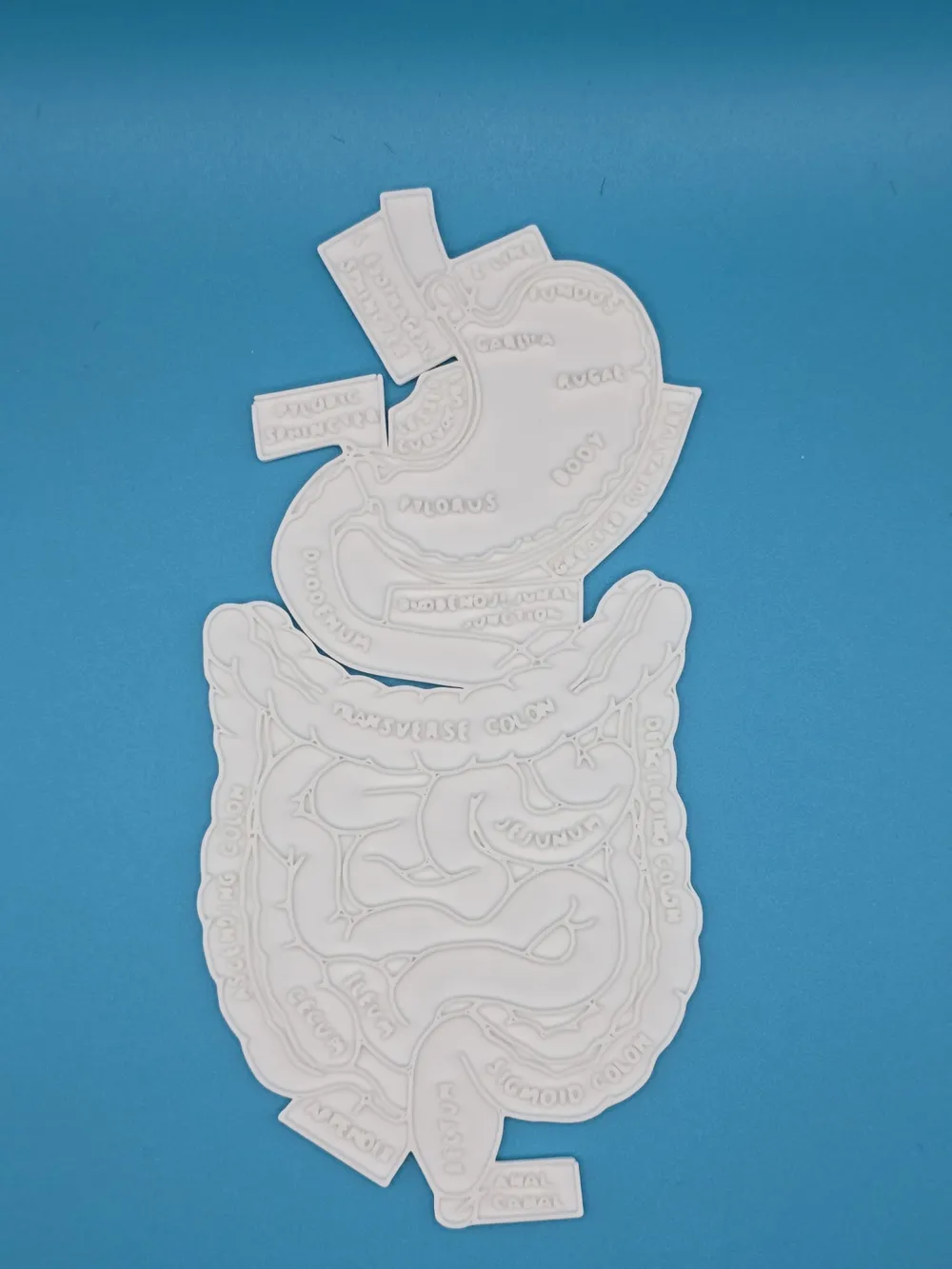 Stomach Abdominal Anatomy Coloring Craft Education - Free 3D Print ...