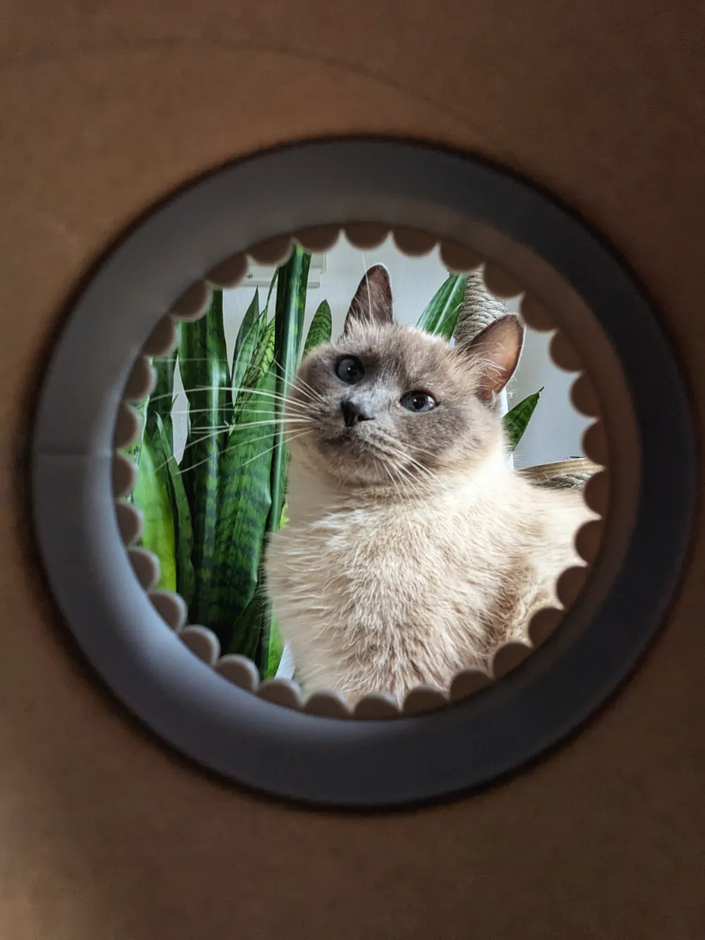 Cardboard Spool Lens by FreddyA1 - MakerWorld