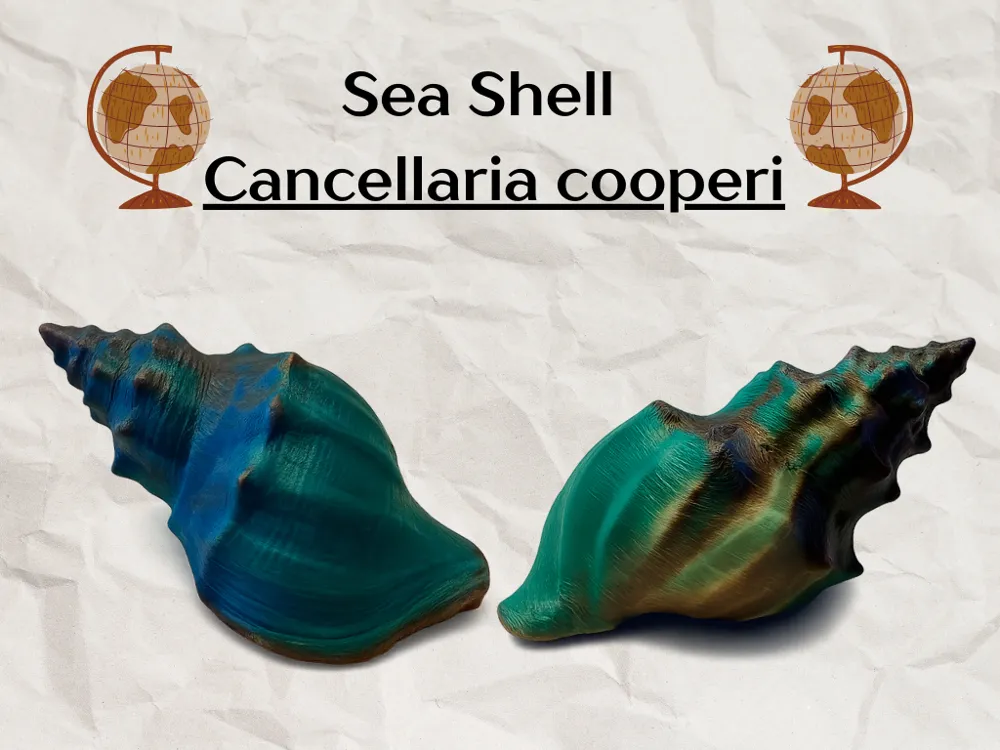 Sea Shell - Cancellaria cooperi - 3D Scan Remixed by Zekey3 MakerWorld ...