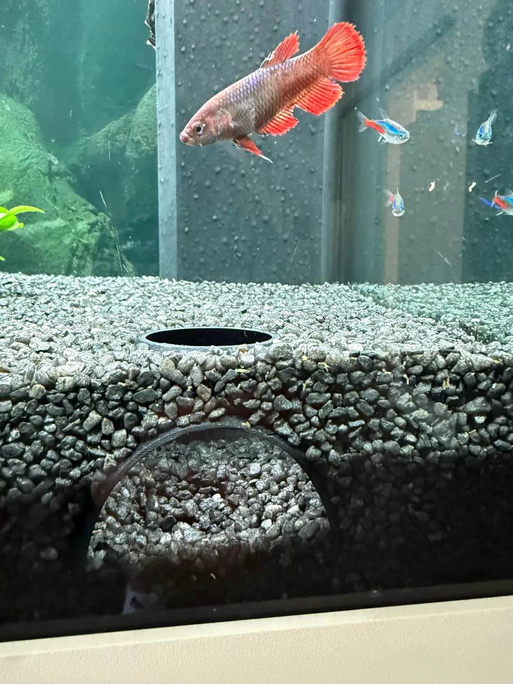 Fish tank underground hiding cave with floor - Free 3D Print Model ...