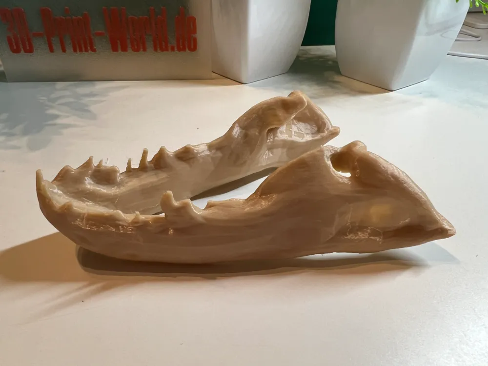Dinosaur Lower Jaw by 3D-Print-World MakerWorld: Download Free 3D Models