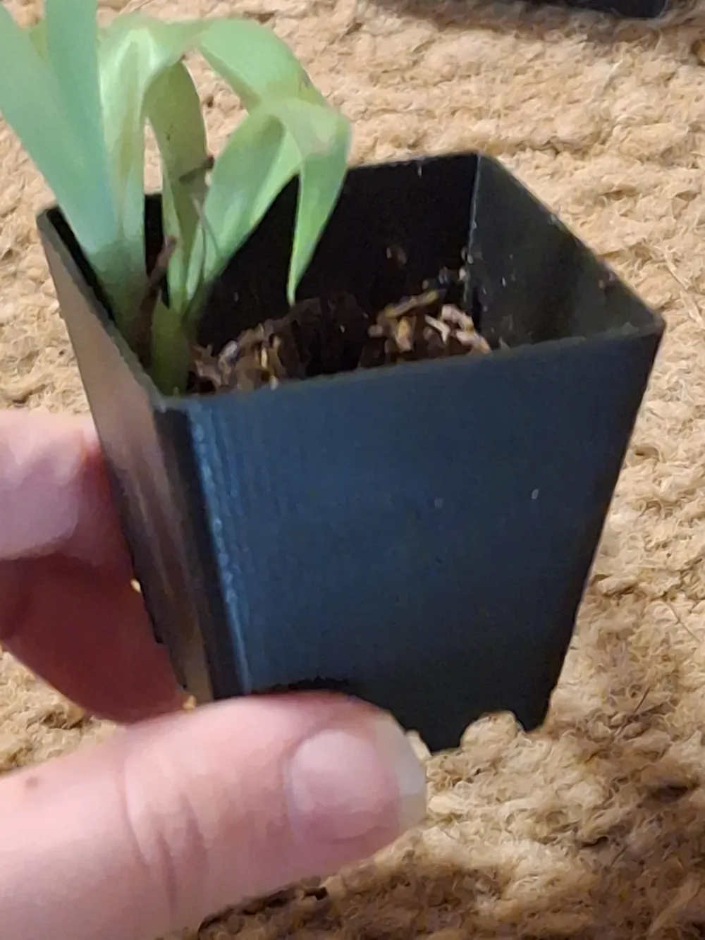 planter for small plants by Inventor_Dylan - MakerWorld