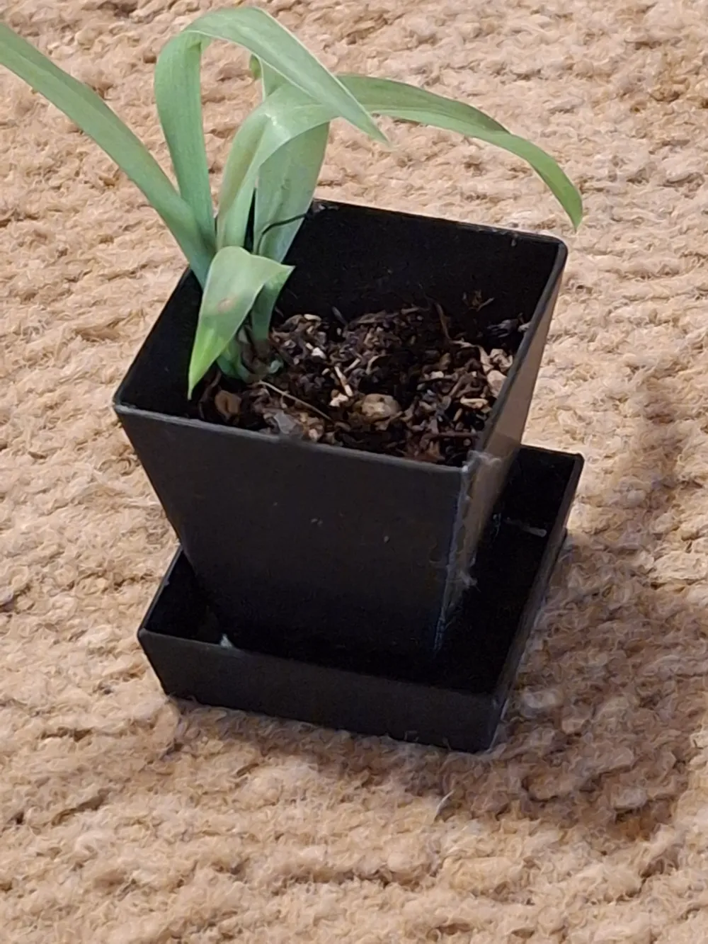 planter for small plants by Inventor_Dylan - MakerWorld