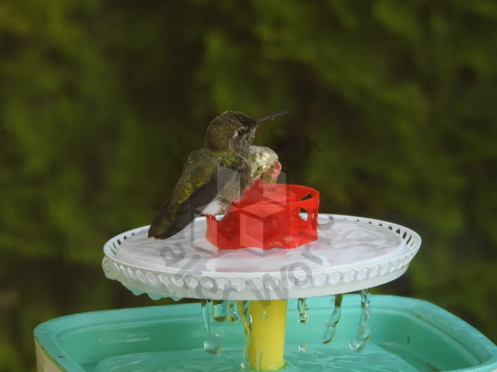 Modular Hummingbird Bath - Free 3D Print Model - MakerWorld