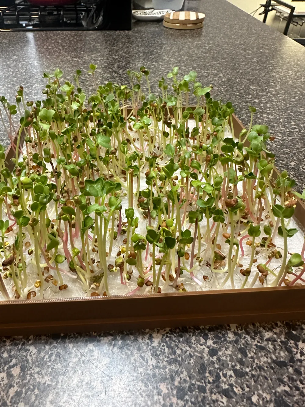 Microgreen Growing Tray by Onestis - MakerWorld