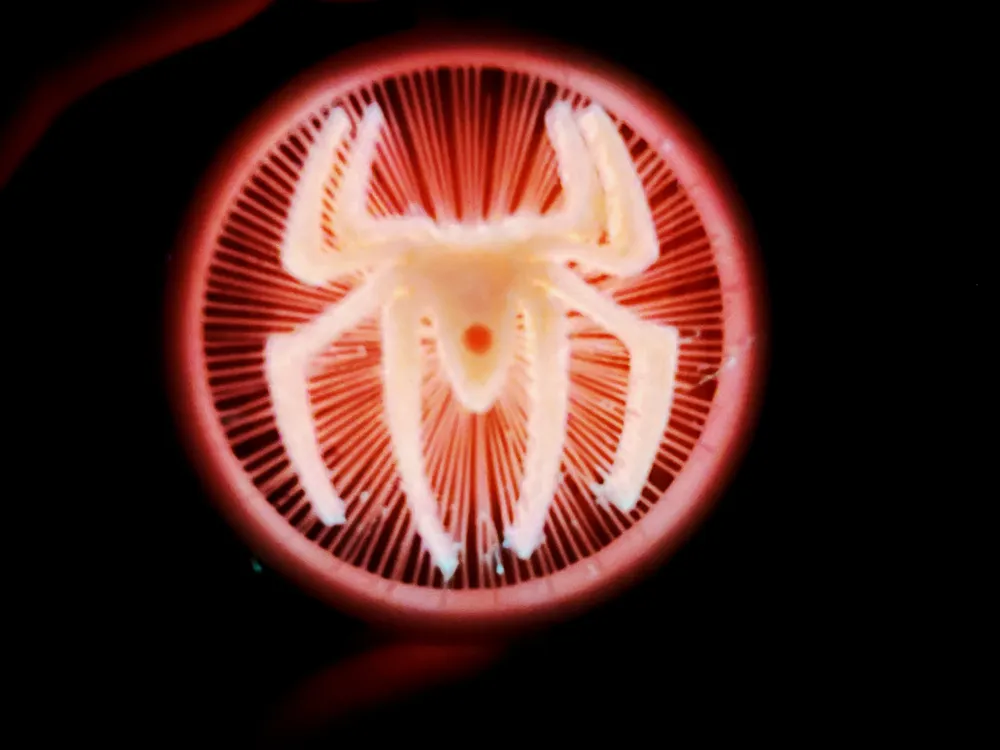 Wireframe - Spider-Man - Marvel Logo Keychain by ASTAR MakerWorld ...