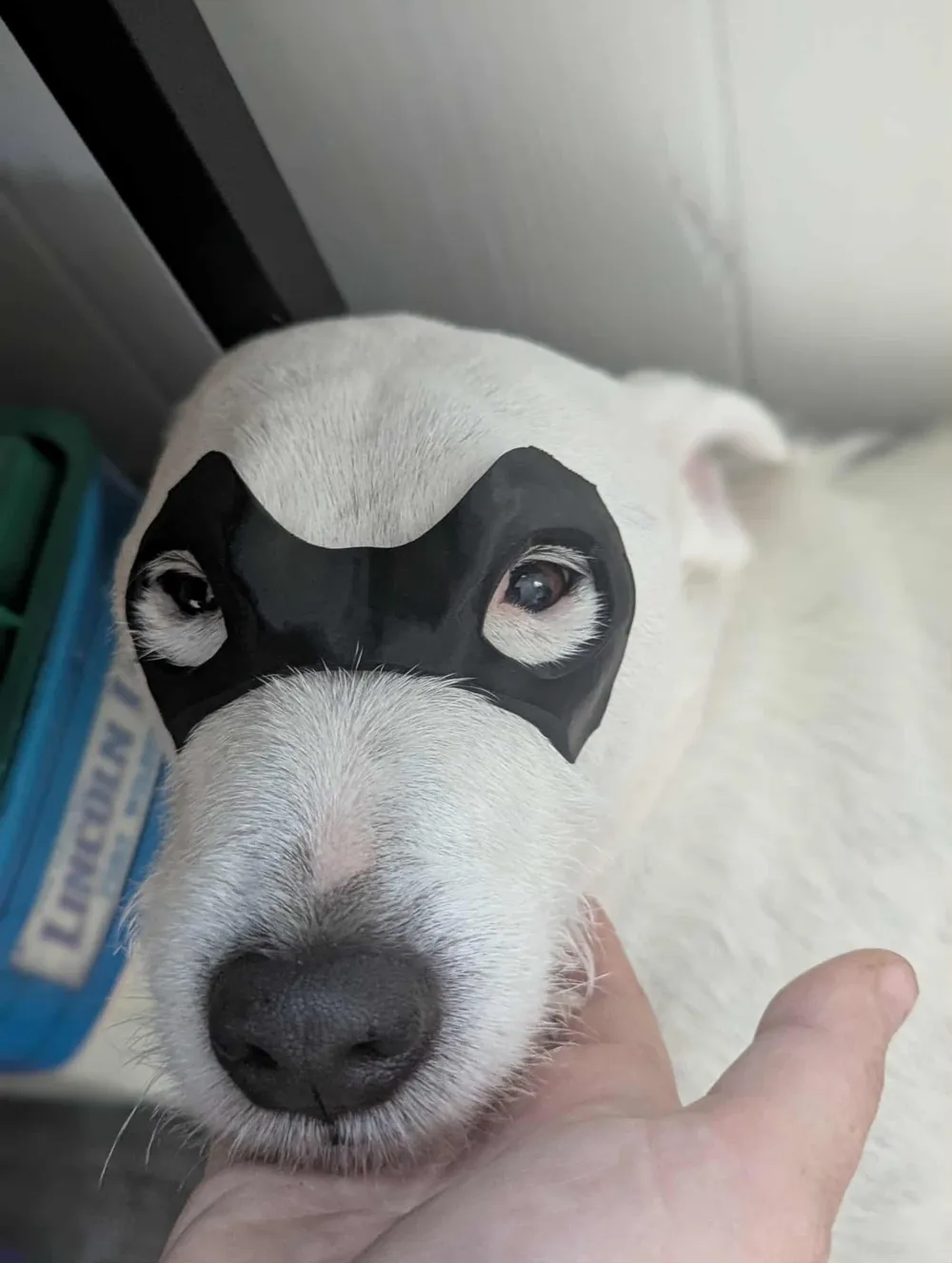Halloween Masked Pup, Companion Mask, Mask for dog - Free 3D Print ...