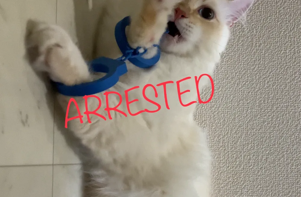 Cat Handcuffs Toy by user_460805121 - MakerWorld