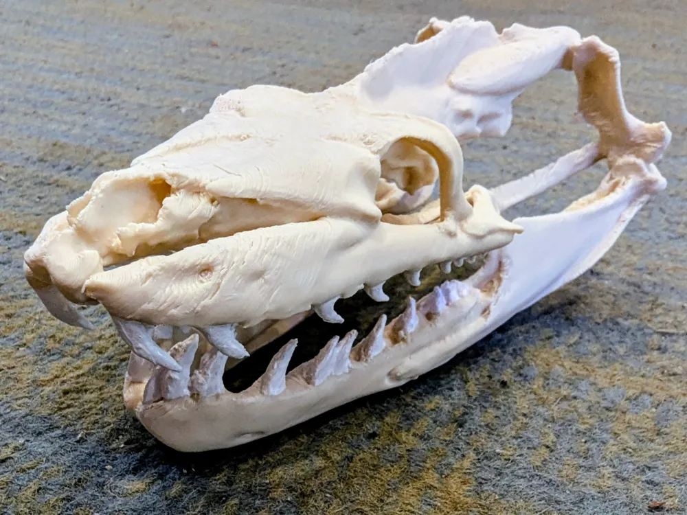 Reticulated Python Skull Free 3d Print Model Makerworld