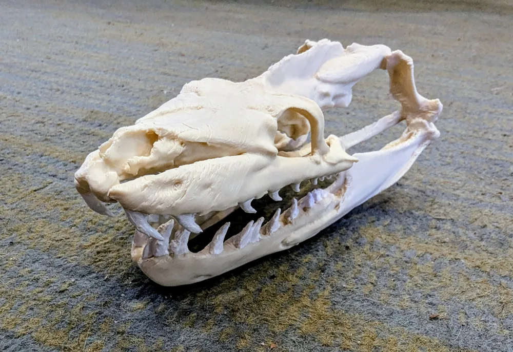 网纹蟒头骨 二次创作 - 来自 scwilcox8 MakerWorld：免费下载 3D 模型